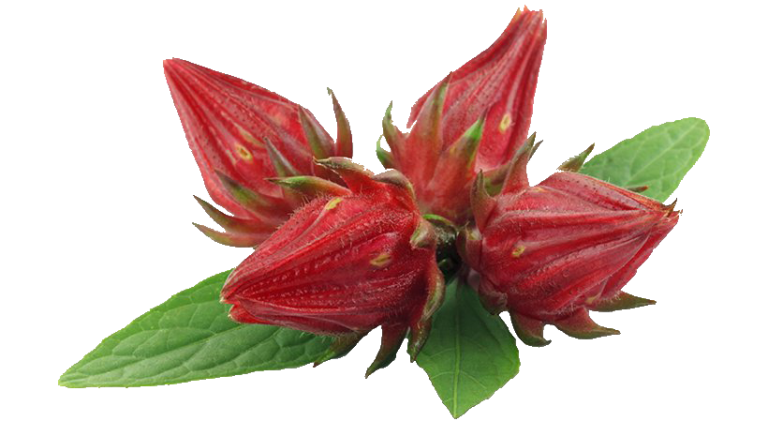 Rosella – Mantis Agro PY